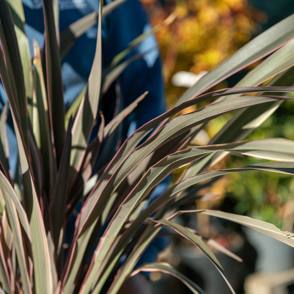 Phormium pink stripe – Simegarden