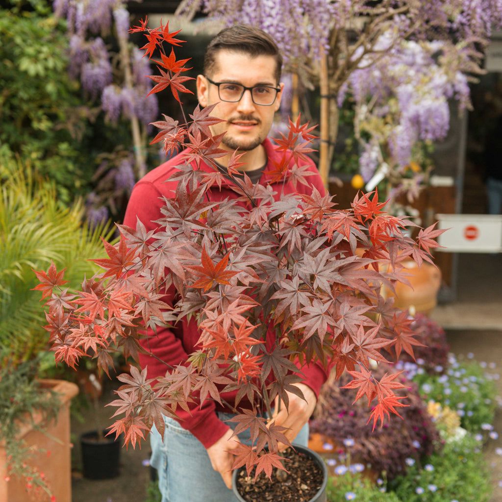 Pianta Acero rosso giapponese – Simegarden