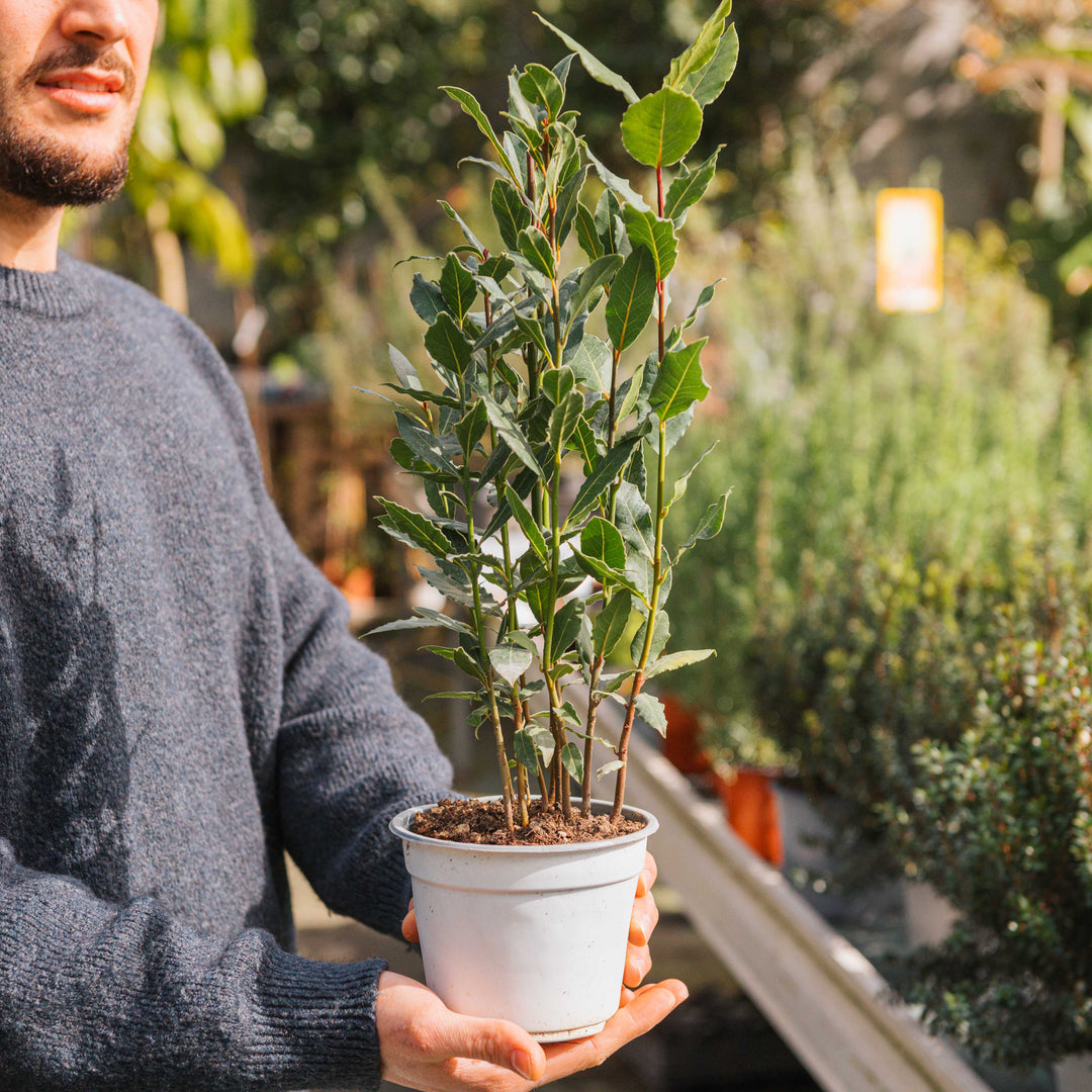 Lauro alloro - Laurus nobilis – Simegarden