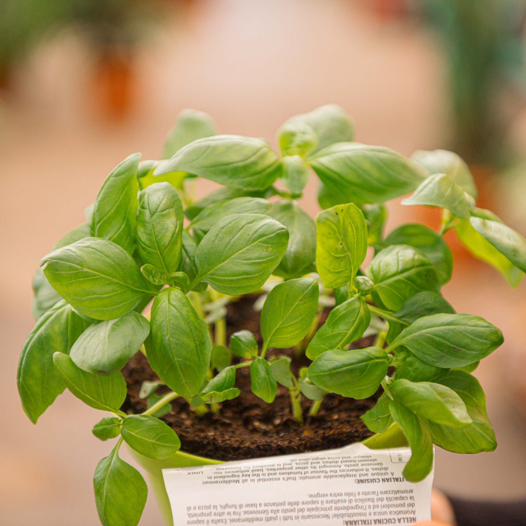 Pianta Basilico – Simegarden