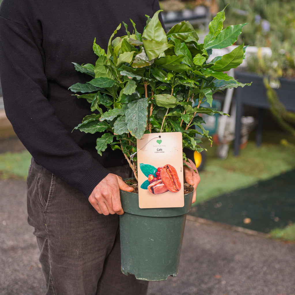 Pianta del caffè - Coffea arabica – Simegarden