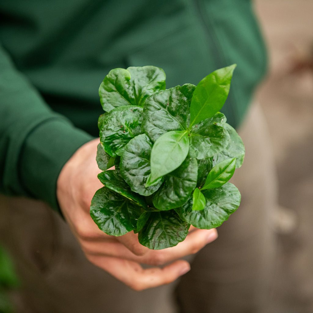 Pianta del caffè - Coffea arabica – Simegarden