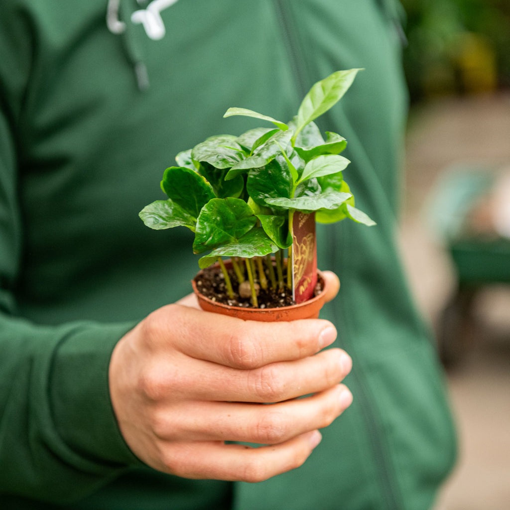 Pianta del caffè - Coffea arabica – Simegarden