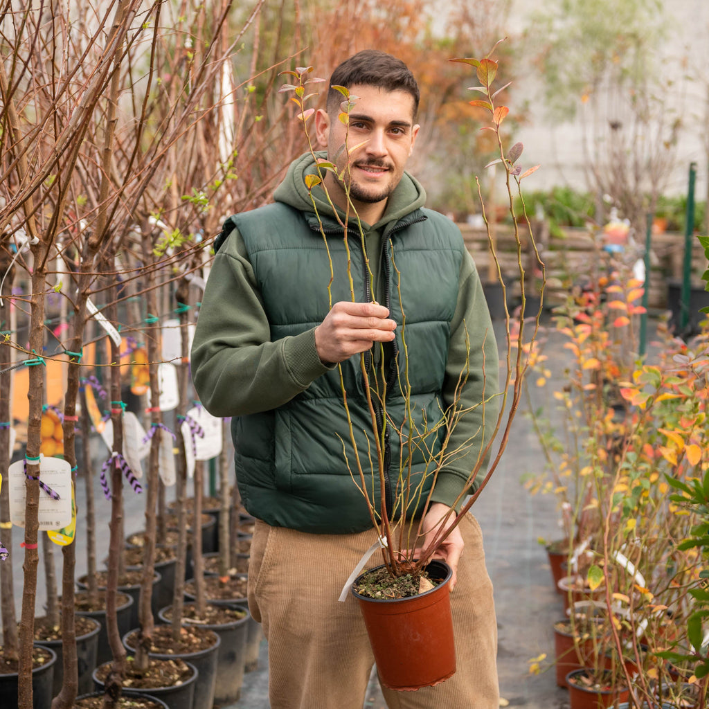 Pianta di Mirtillo americano – Simegarden