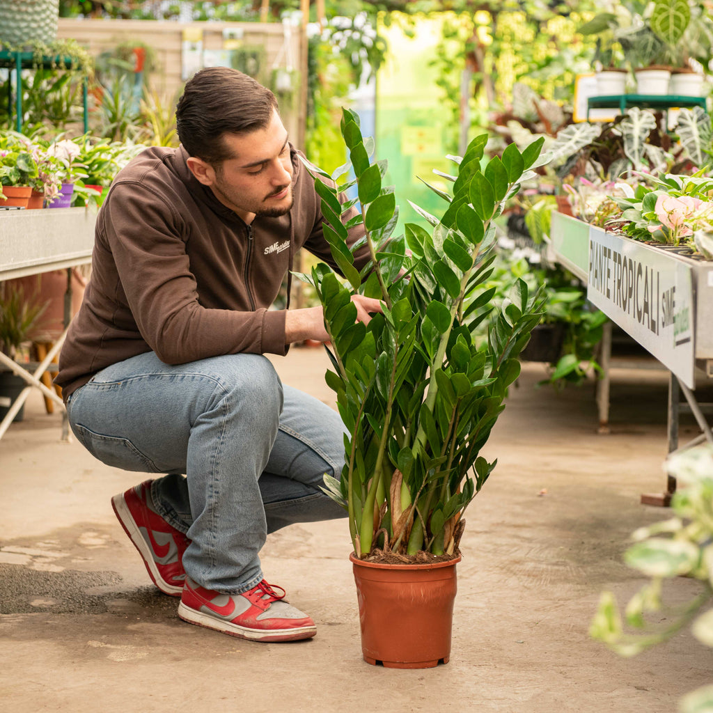 Pianta di Padre Pio grande – Simegarden