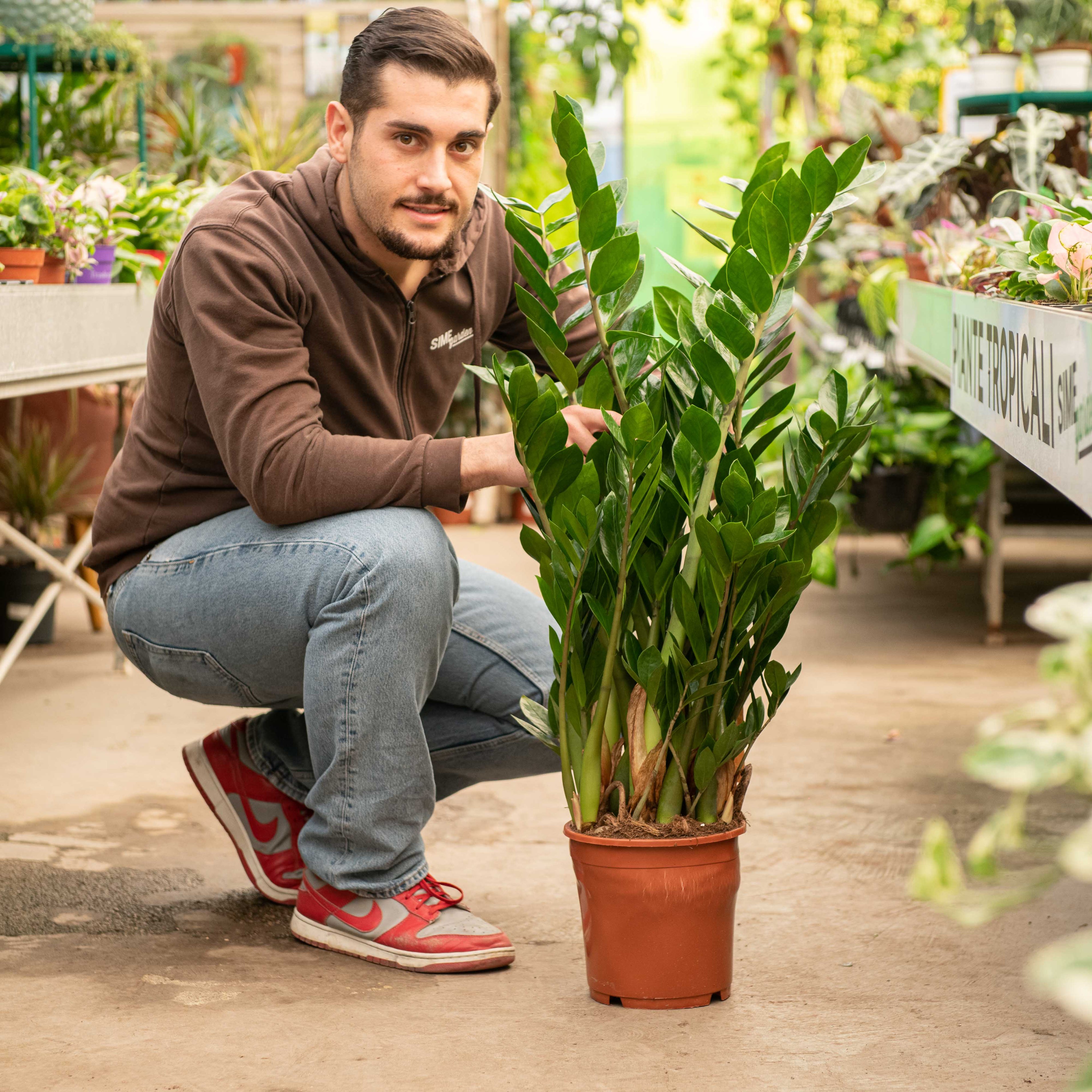 Pianta di Padre Pio grande – Simegarden