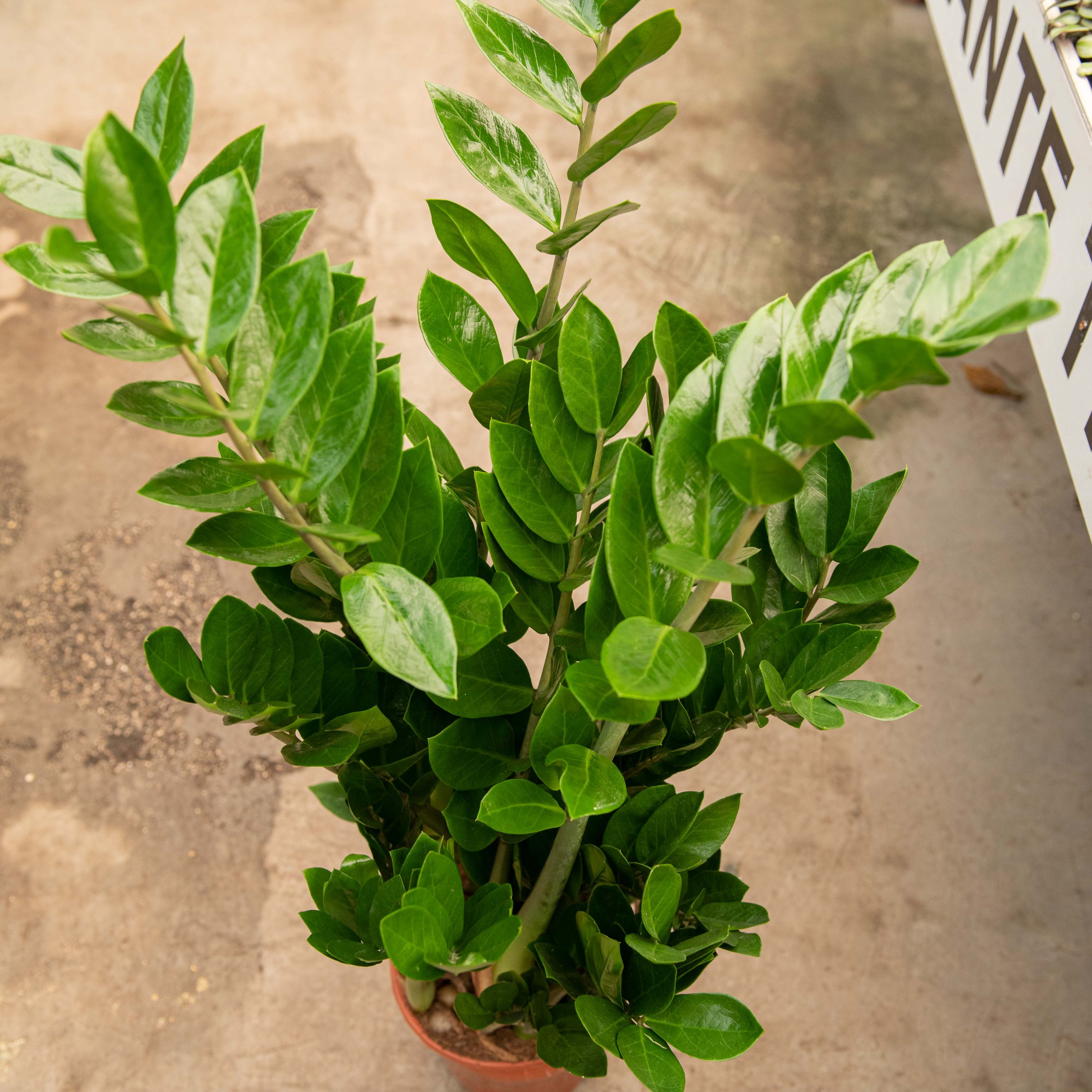 Pianta di Padre Pio grande – Simegarden