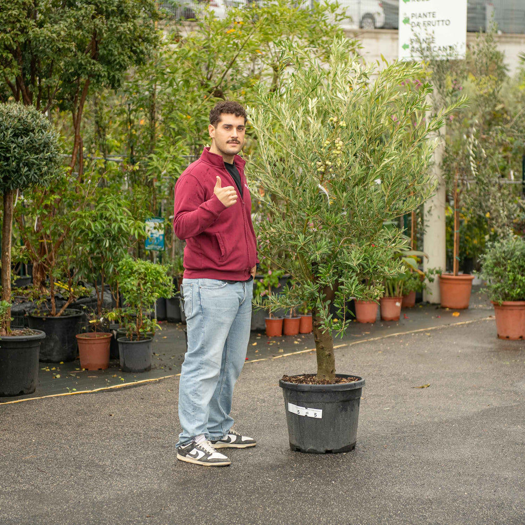 Pianta di Ulivo - Olea europaea - Olivo – Simegarden