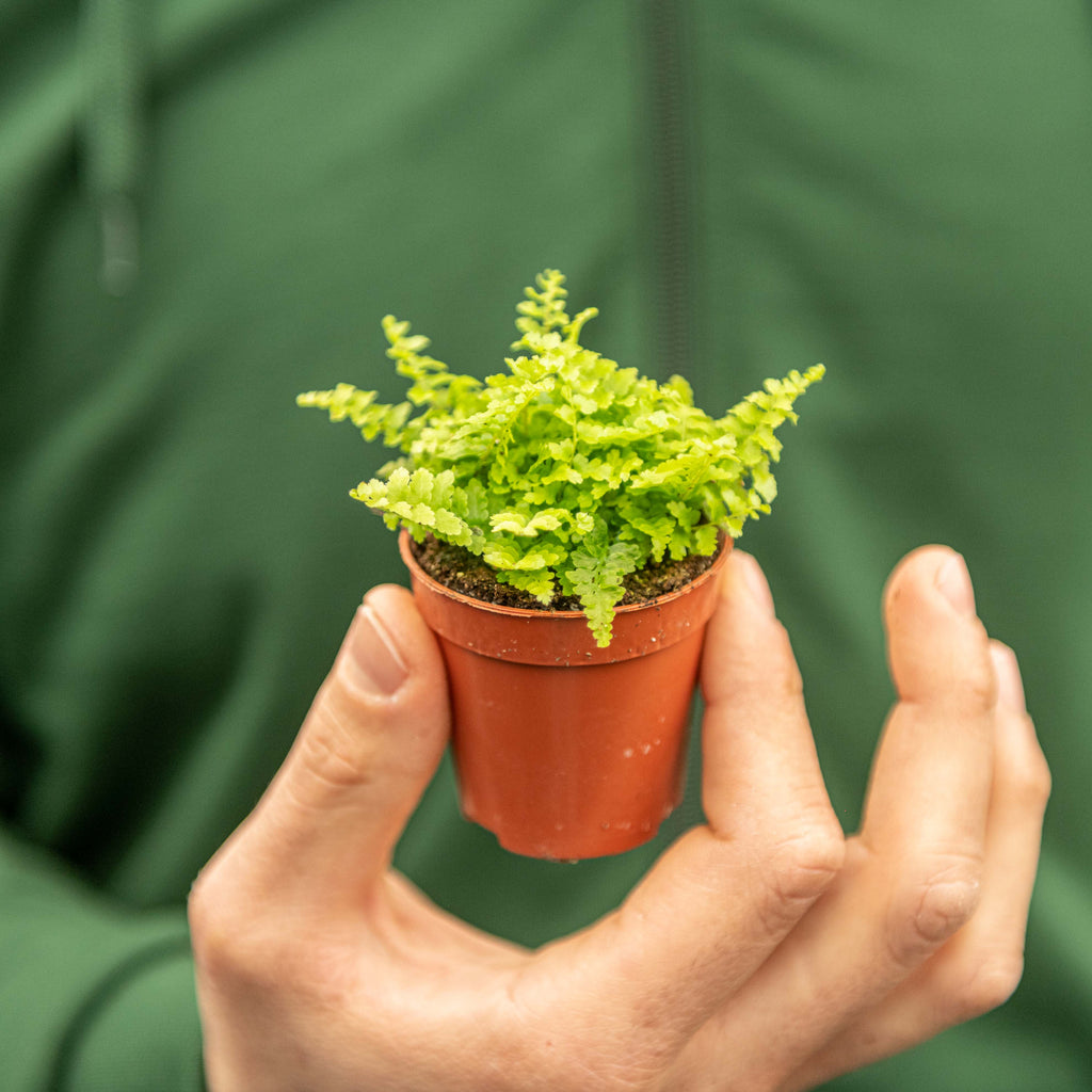 Pianta felce Nephrolepis exaltata "Green Fantasy" – Simegarden