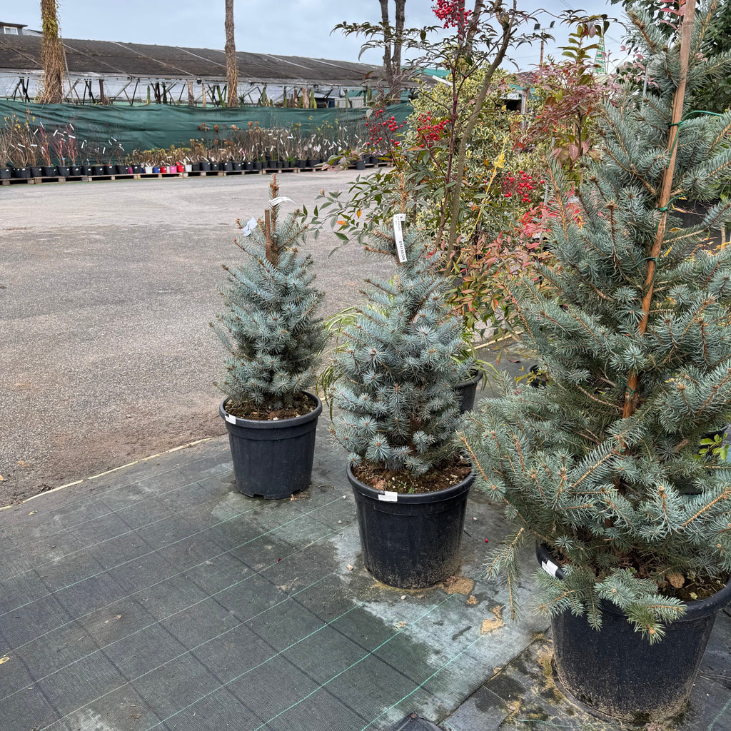 Picea pungens glauca - pino azzurro - abete azzurro - Picea pungens ...