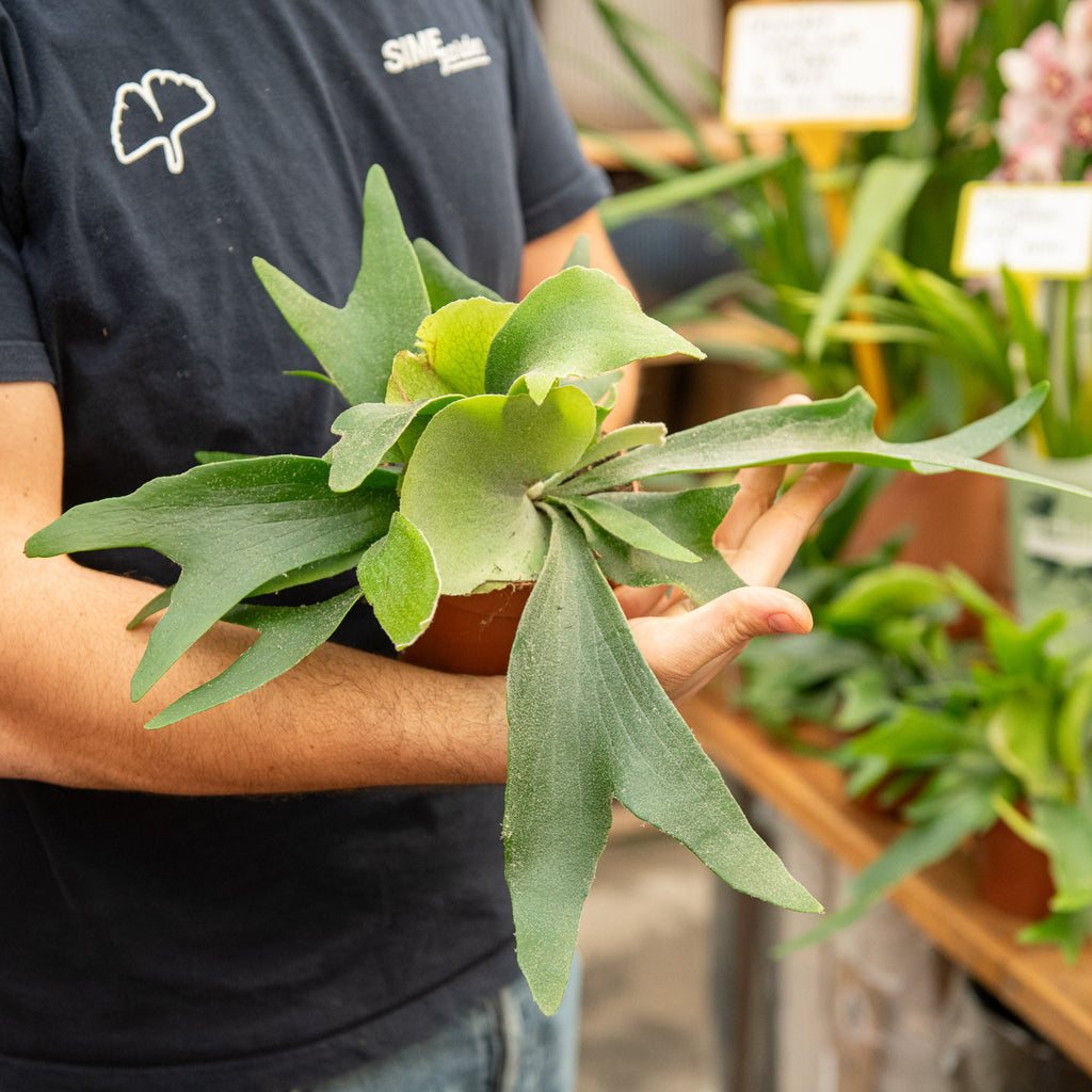 Platycerium alcicorne - corno d’alce pianta – Simegarden