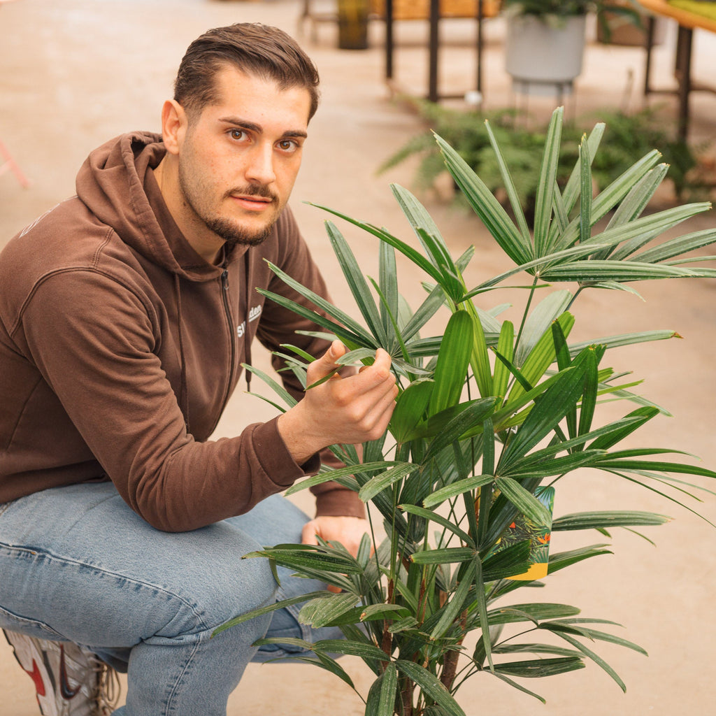 Raphis excelsa – Simegarden