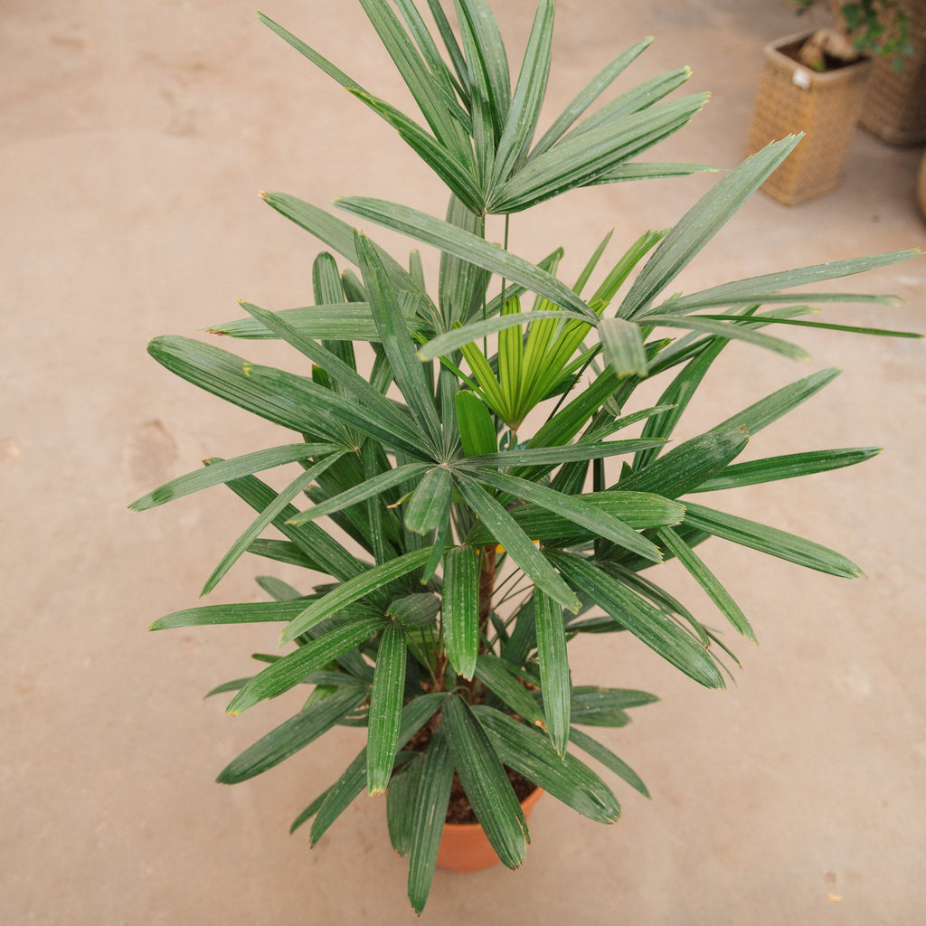 Raphis excelsa – Simegarden