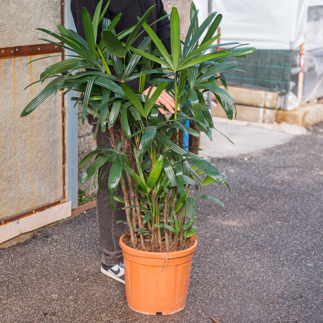 Raphis excelsa – Simegarden