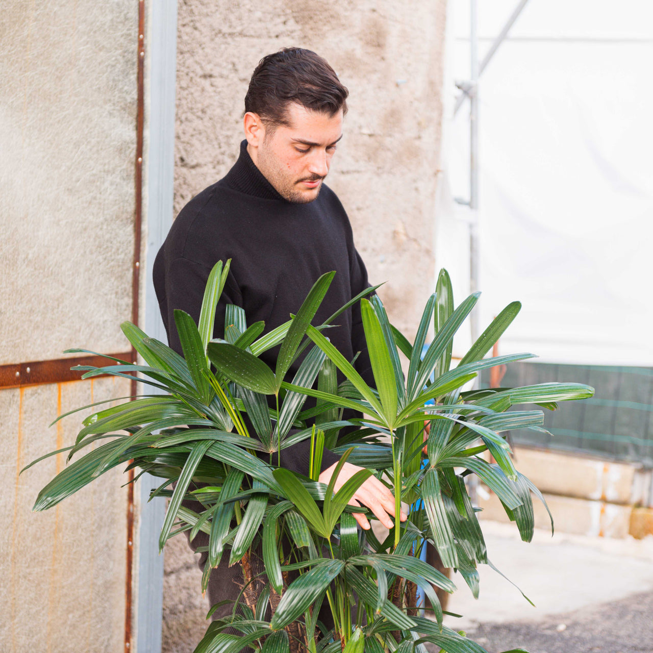 Raphis excelsa – Simegarden