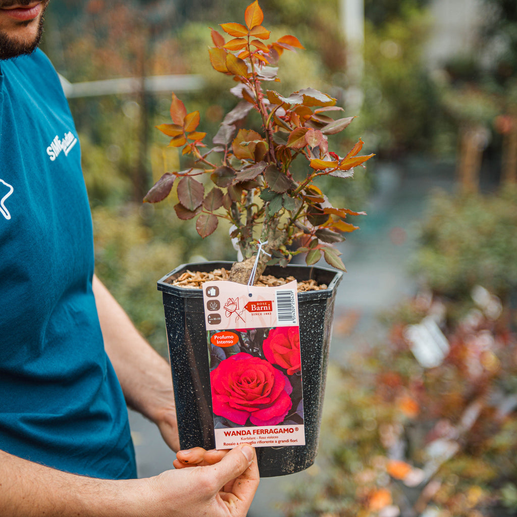 Rosa Wanda Ferragamo – Simegarden