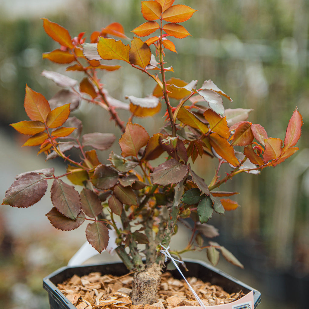 Rosa Wanda Ferragamo – Simegarden