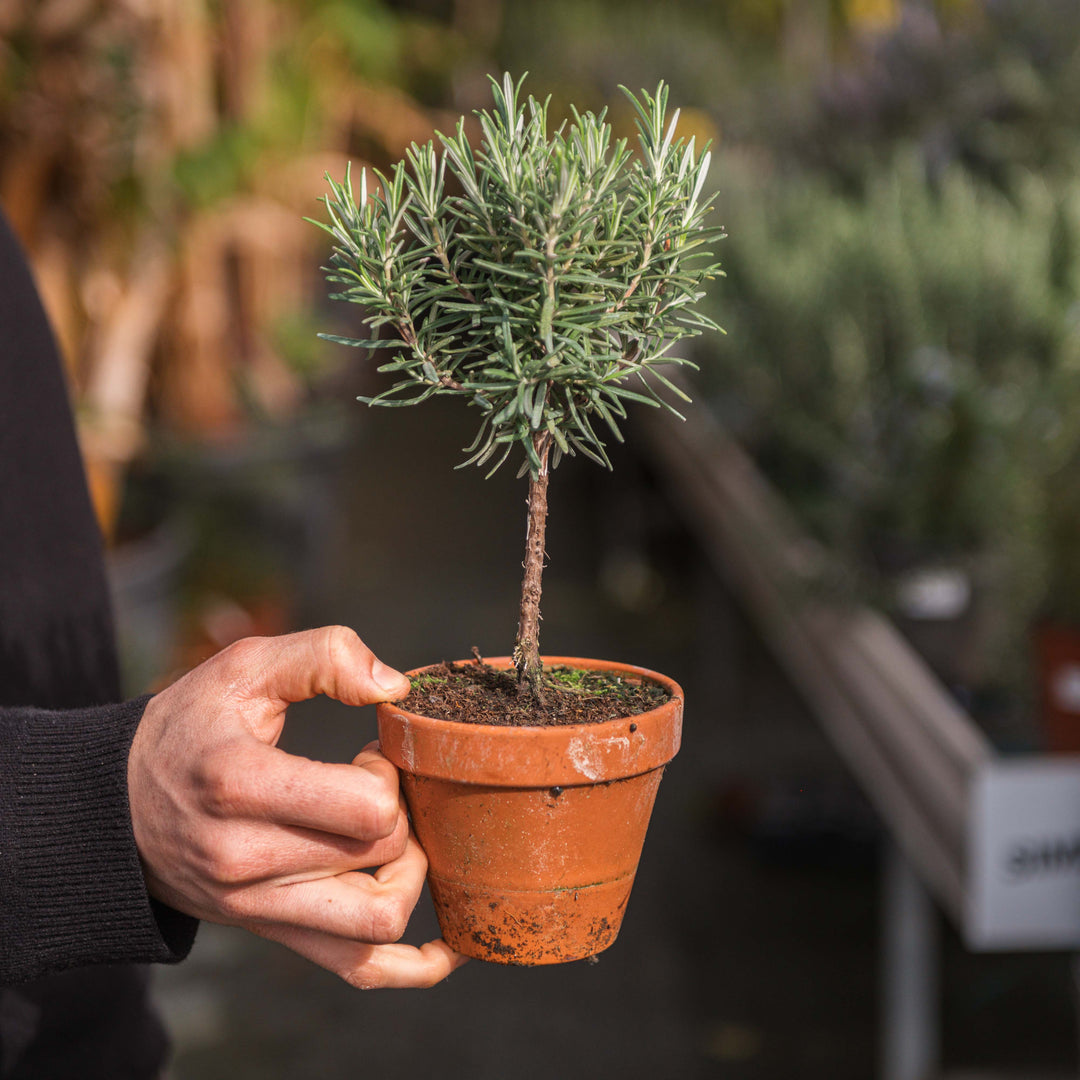 Rosmarino ad alberello – Simegarden