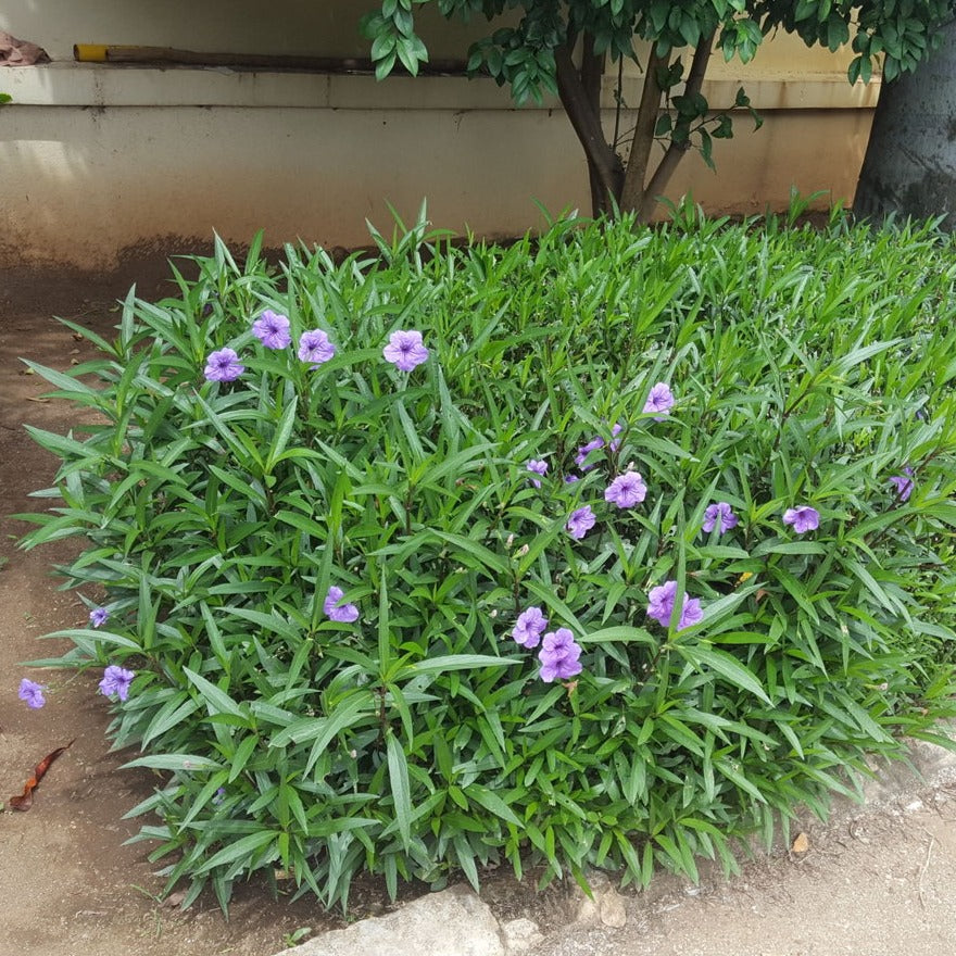 Ruellia brittoniana katie – Simegarden