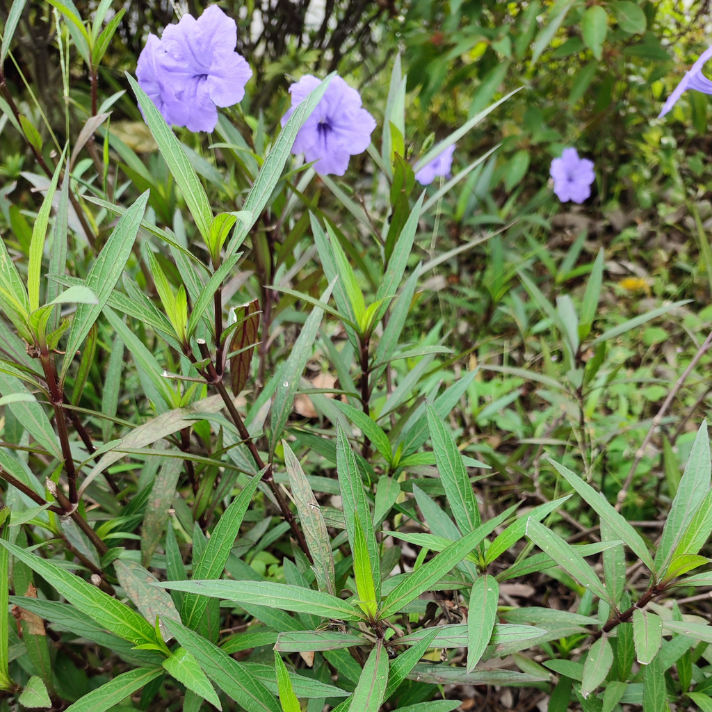 Ruellia brittoniana katie – Simegarden