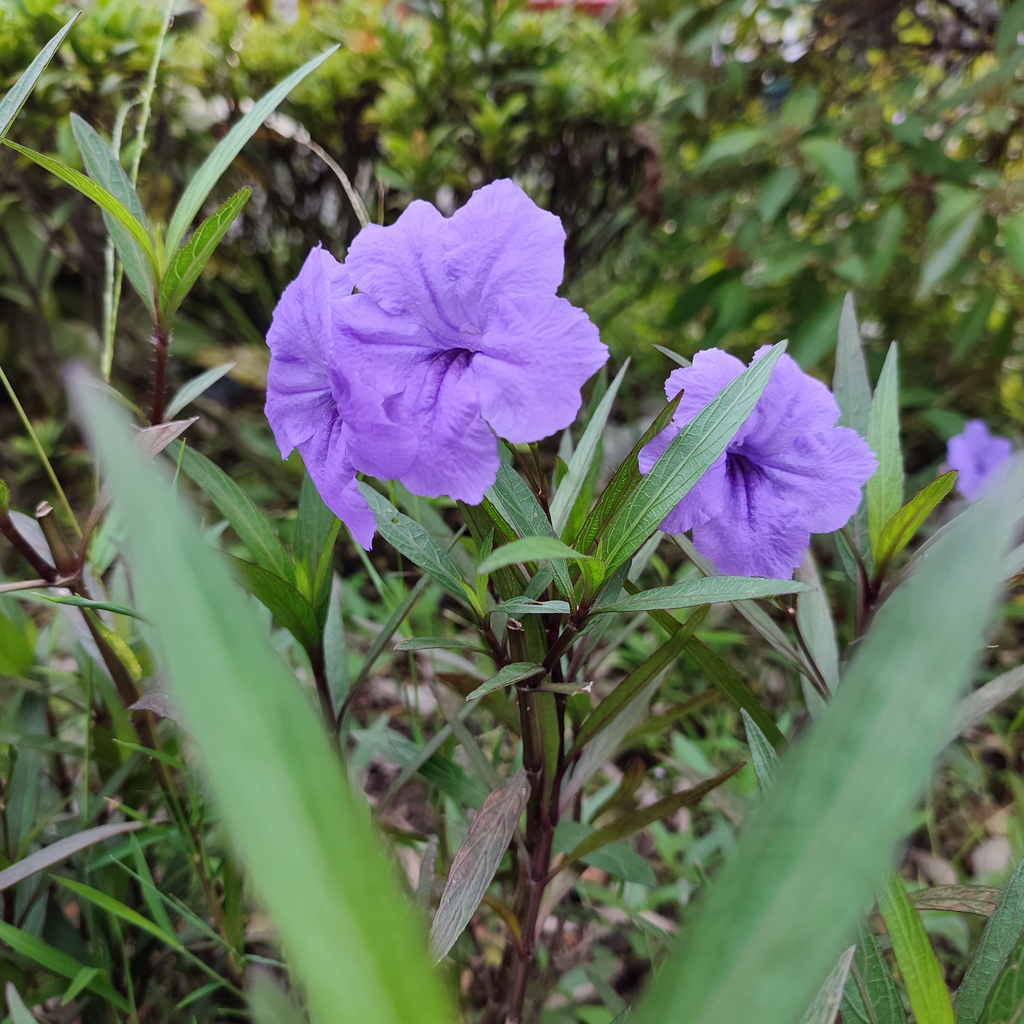 Ruellia brittoniana katie – Simegarden