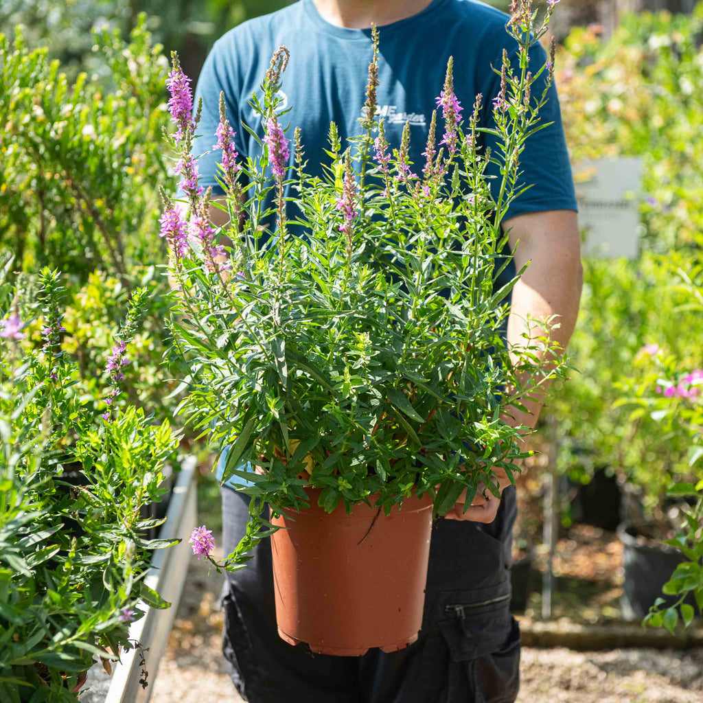 Salcerella (Lythrum salicaria) – Simegarden