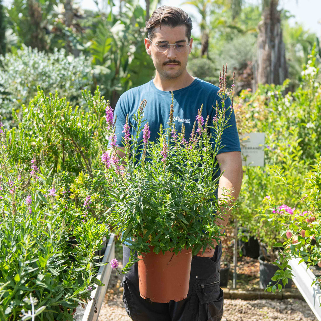 Salcerella (Lythrum salicaria) – Simegarden