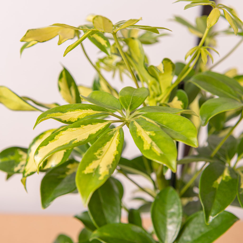 Schefflera arboricola gerda – Simegarden