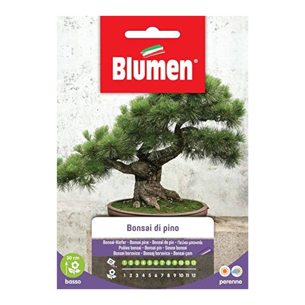 Semi di bonsai di Pino – Simegarden