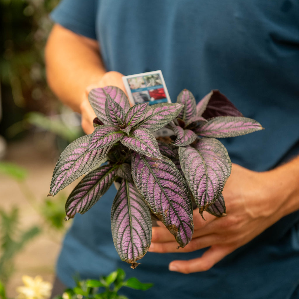 Strobilanthes dyerianus - Scudo persiano - Persian shield – Simegarden