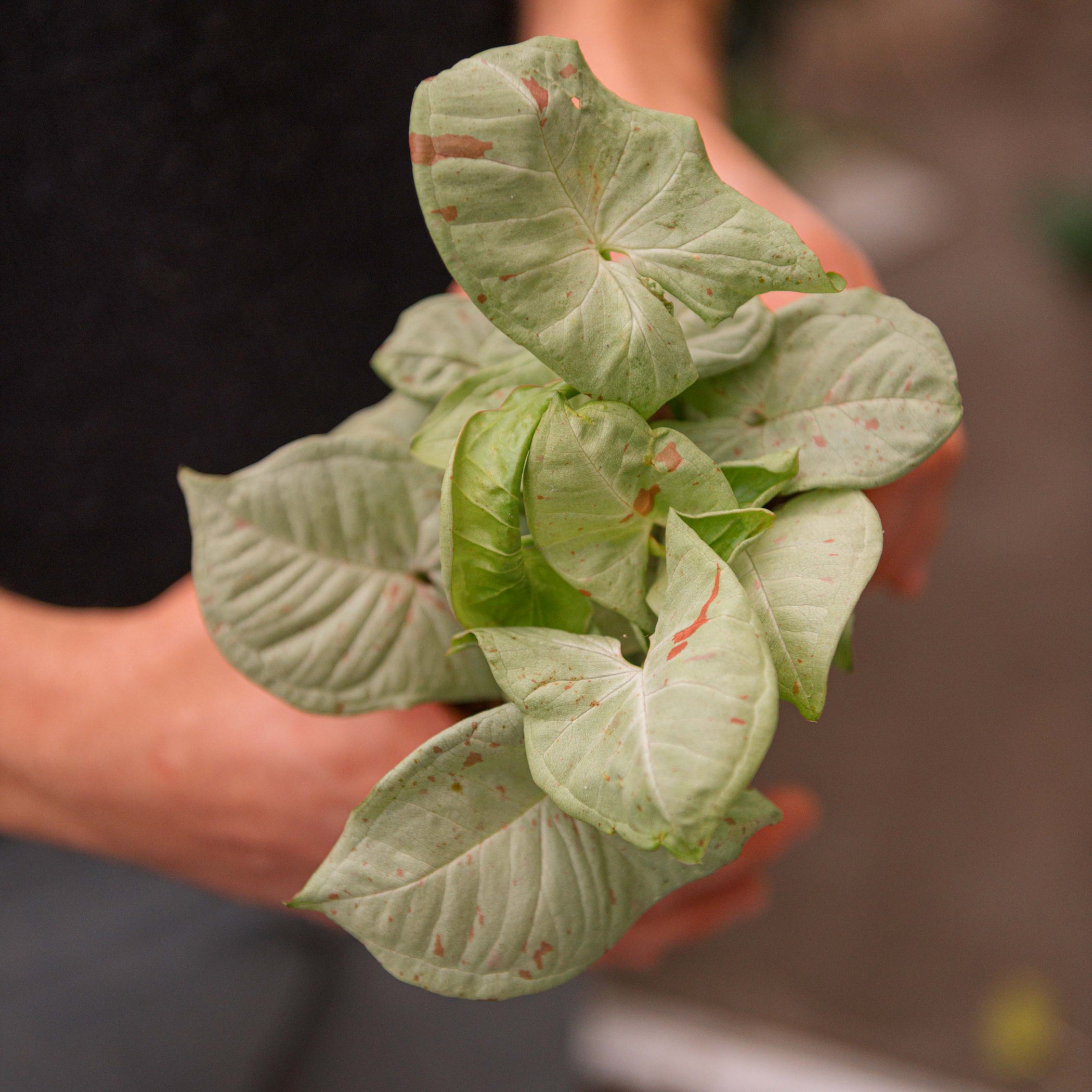 Syngonium confetti – Simegarden