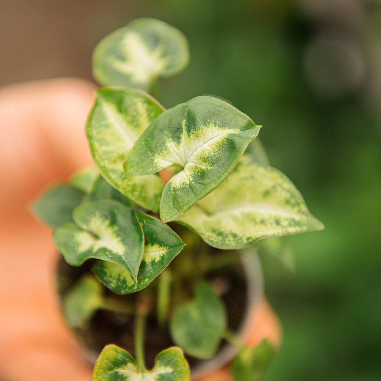 Syngonium pixie – Simegarden