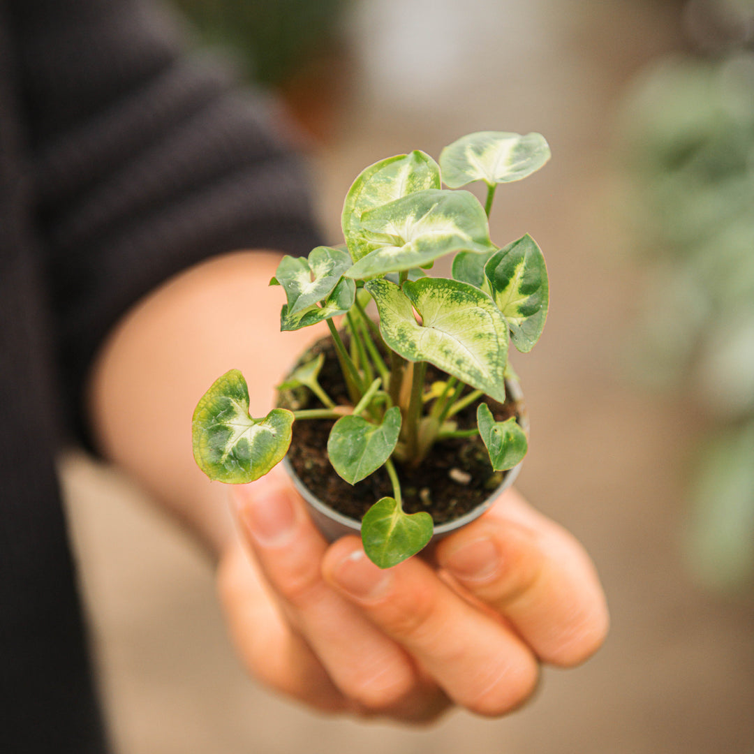 Syngonium pixie – Simegarden