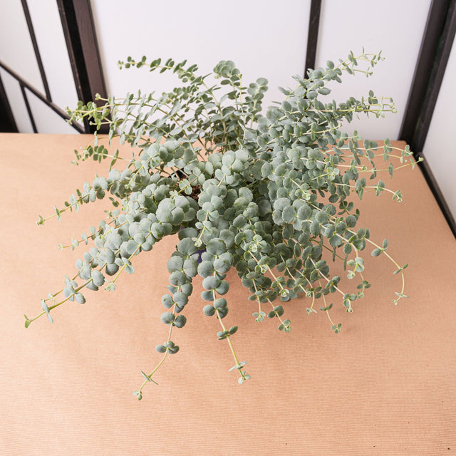 Teresina pianta grande – Simegarden