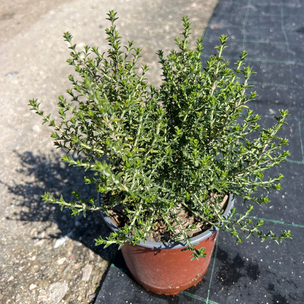 Thymus capitatus (timo capitato) – Simegarden