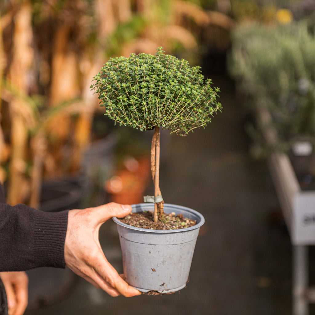 Timo limone ad albrello – Simegarden