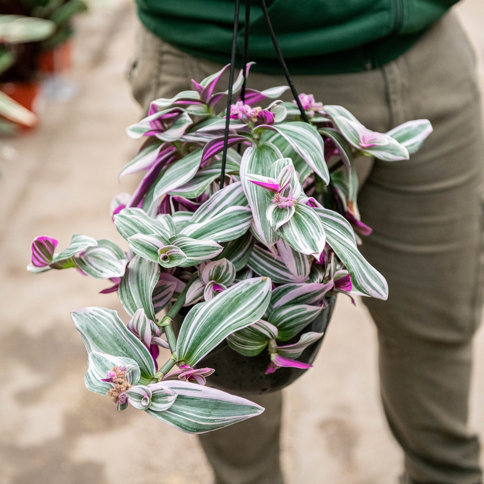 Tradescantia nanouk – Simegarden