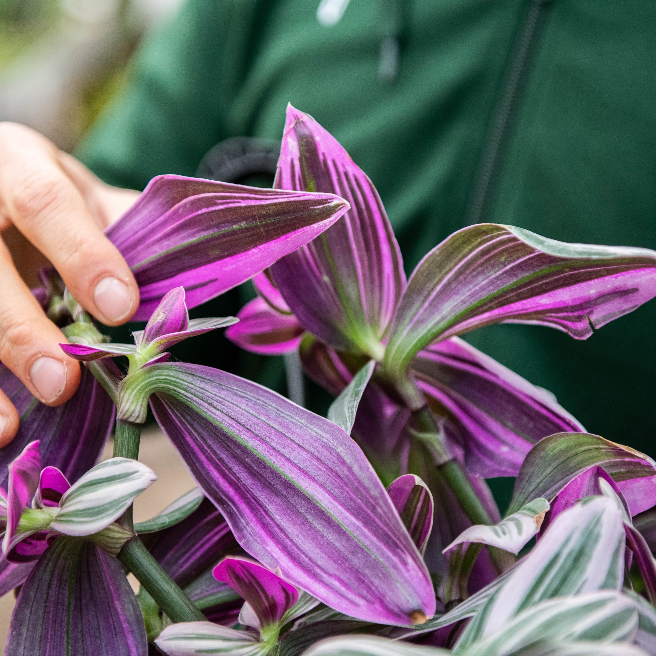 Tradescantia nanouk – Simegarden
