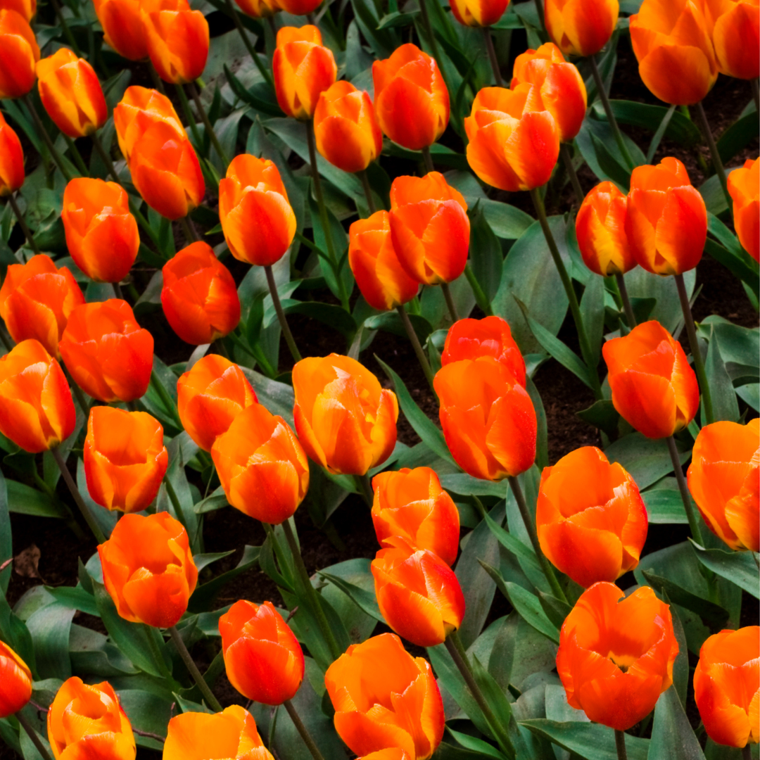 Tulipano flair – Simegarden