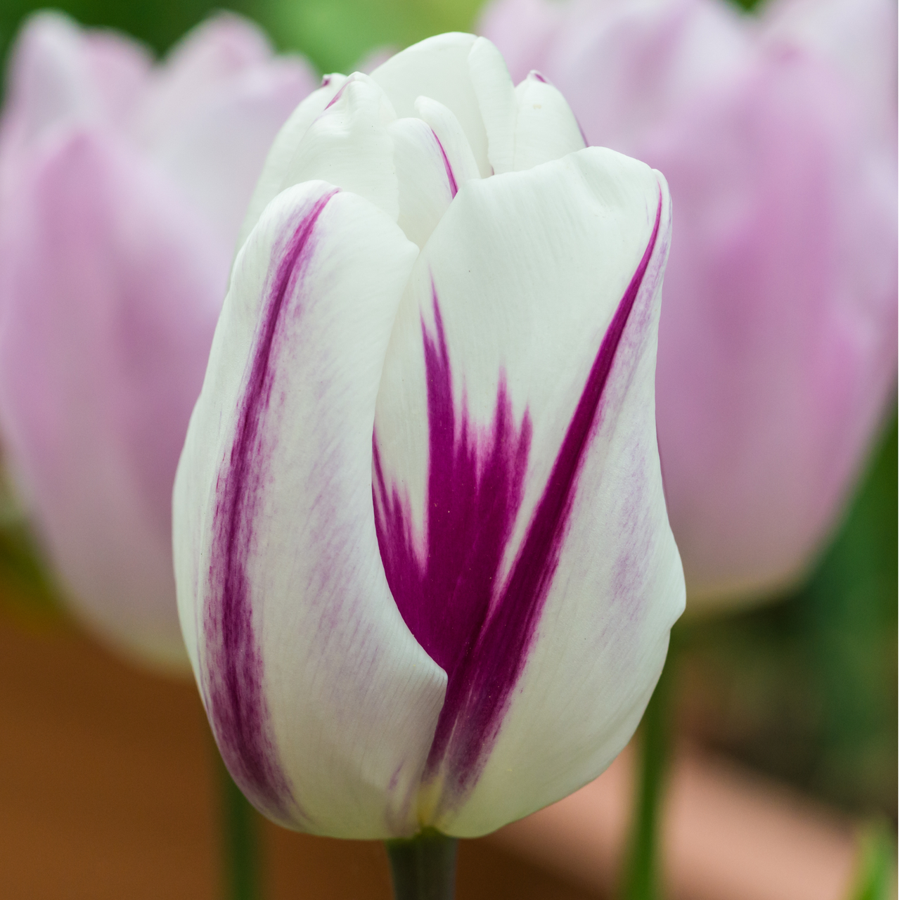 Tulipano flaming flag – Simegarden