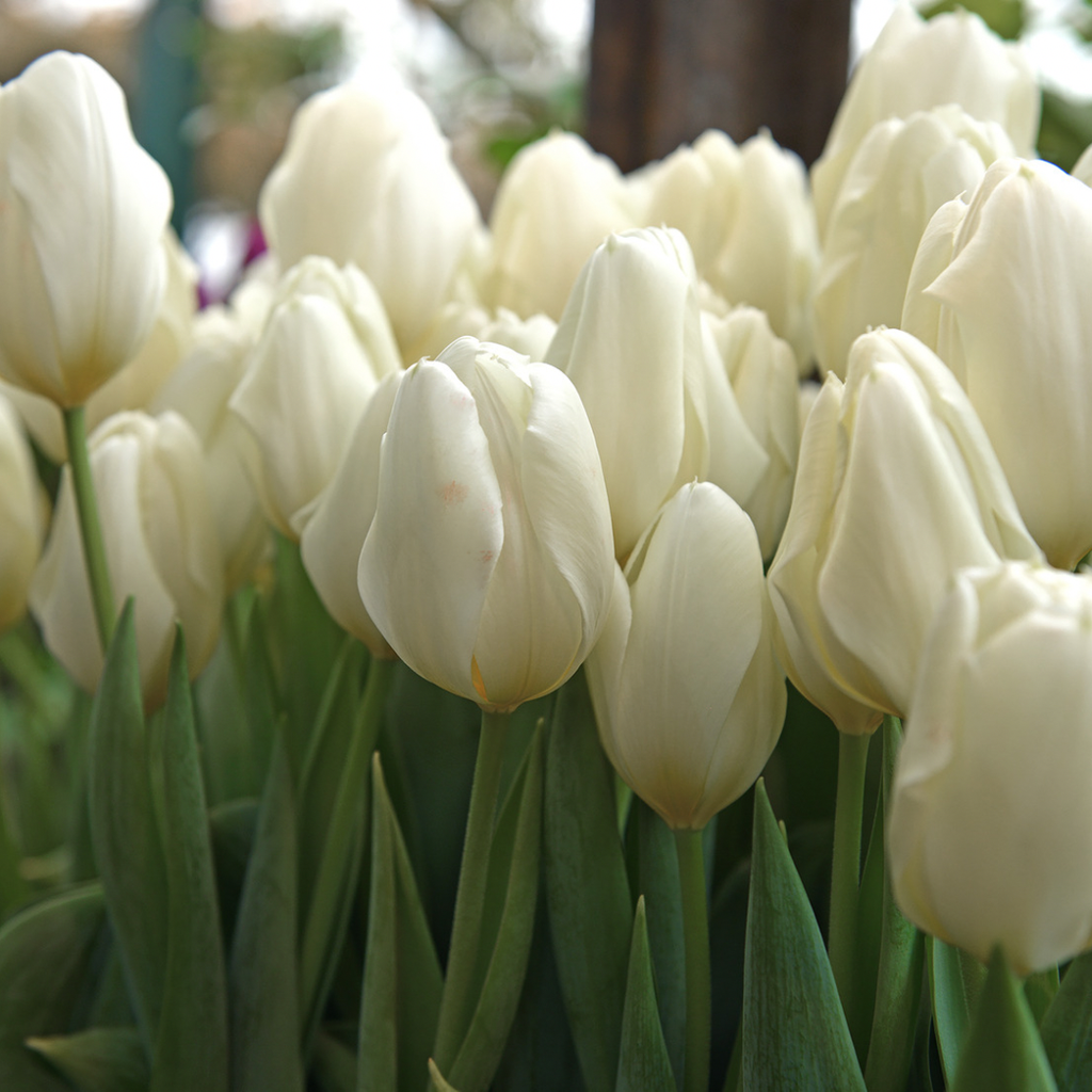 Tulipano ivory floradale – Simegarden