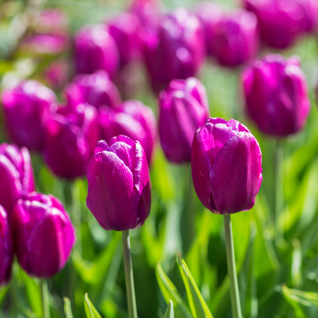 Tulipano principe viola – Simegarden