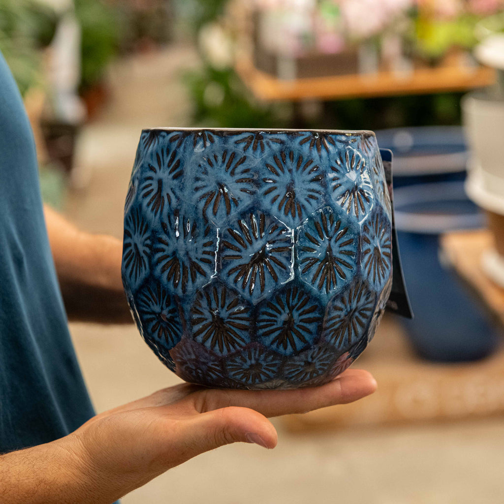 Vasi Deroma patelle – Simegarden