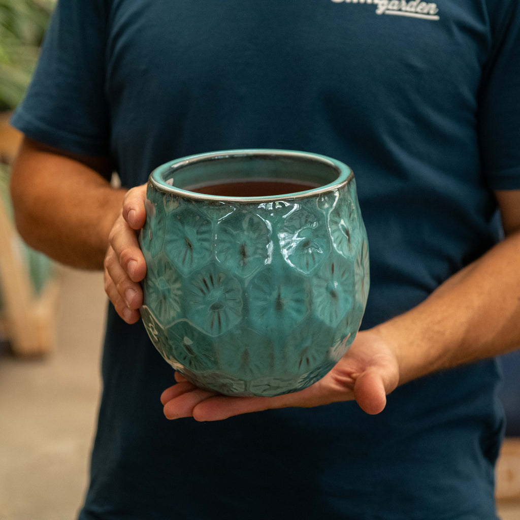 Vasi Deroma patelle – Simegarden