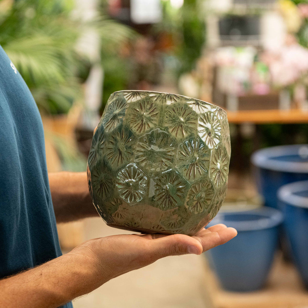 Vasi Deroma patelle – Simegarden