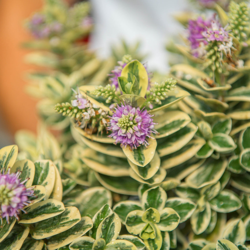 Veronica variegata – Simegarden