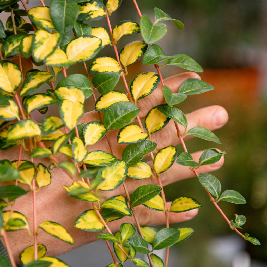 Vinca minor "Imagine" – Simegarden