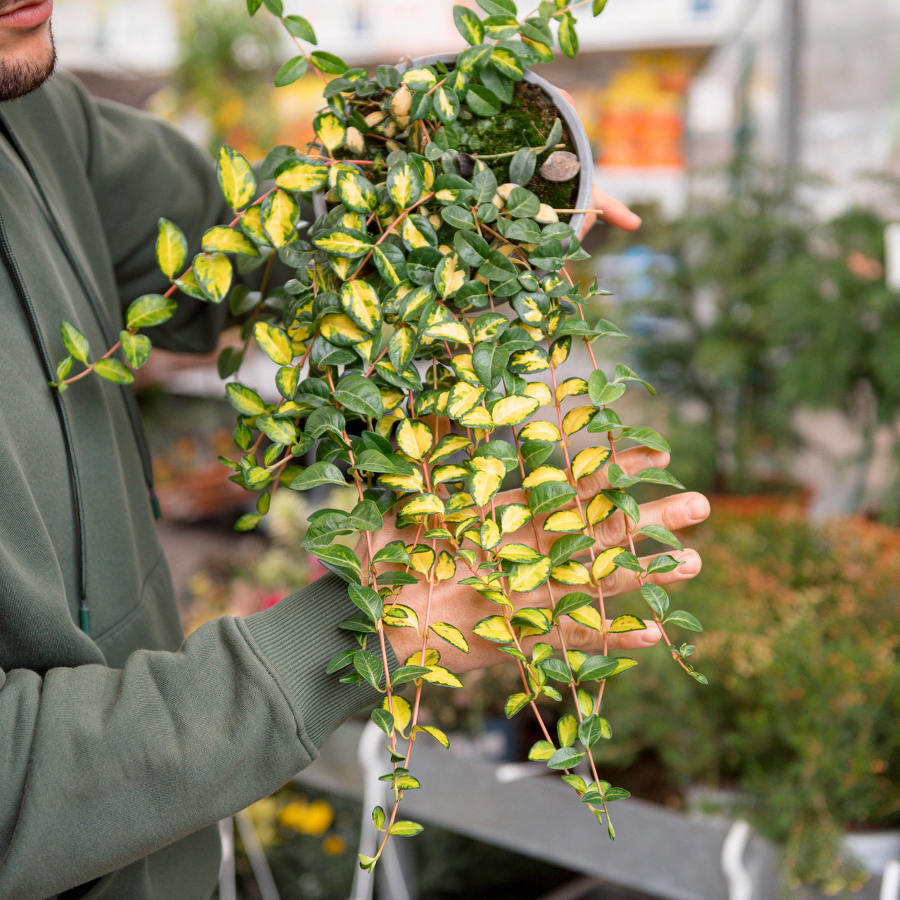 Vinca minor "Imagine" – Simegarden