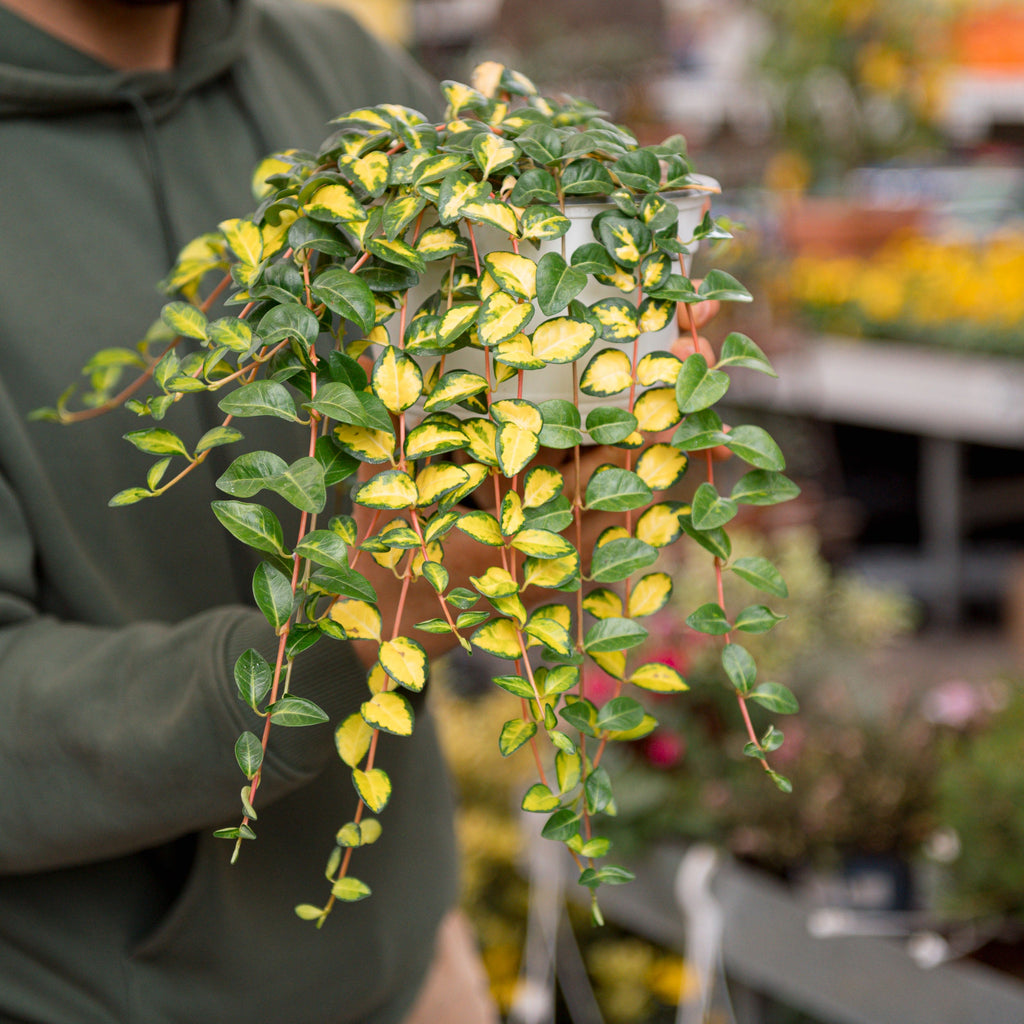 Vinca minor "Imagine" – Simegarden