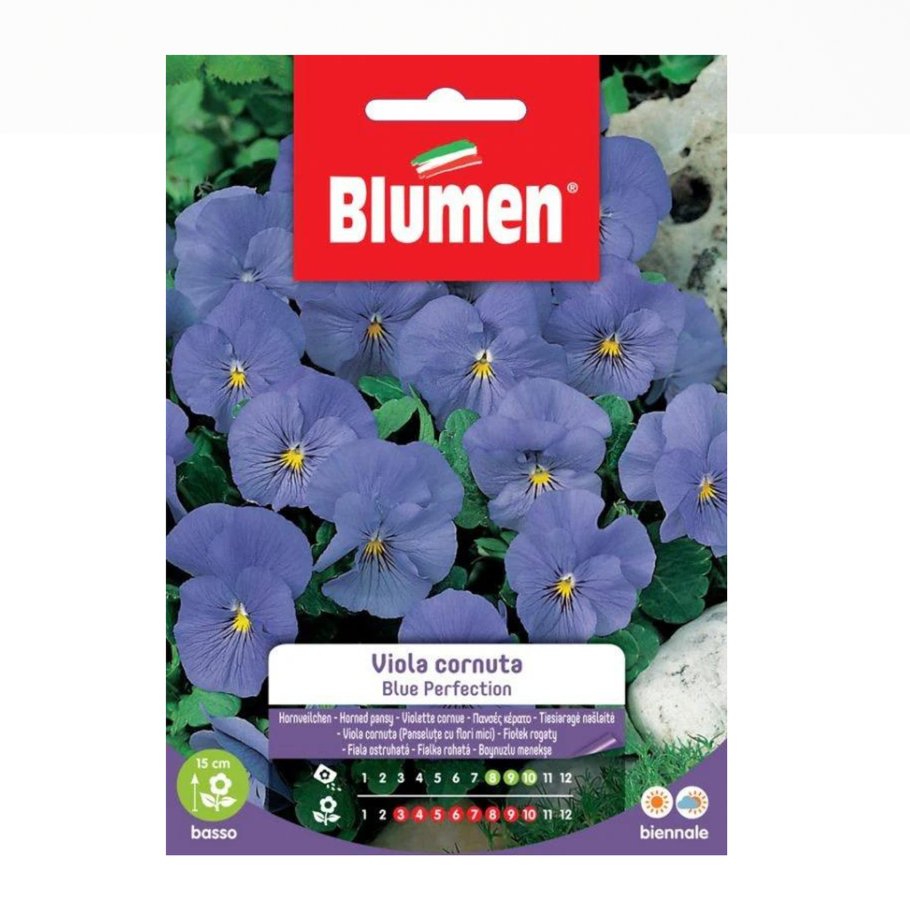 Viola cornuta blue perfection – Simegarden